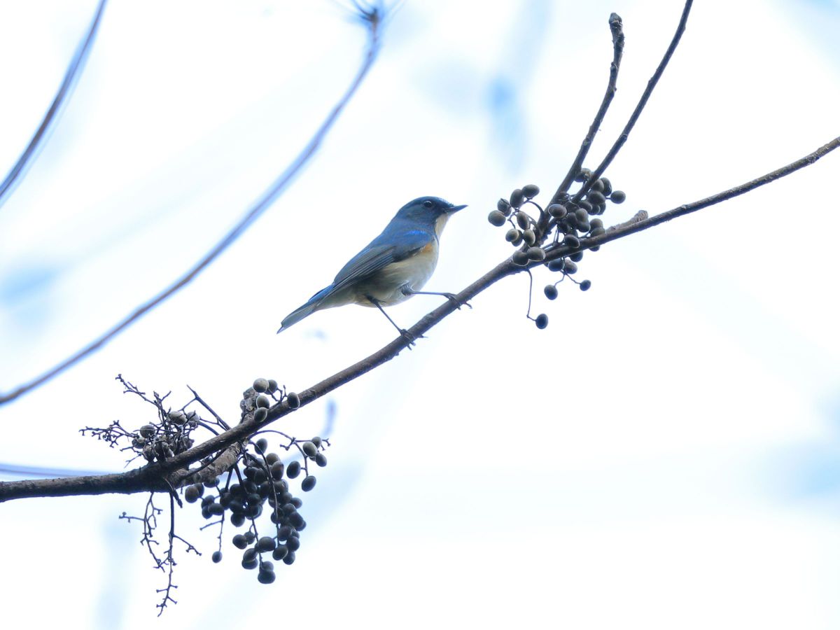 ルリビタキ(21) | GANREF