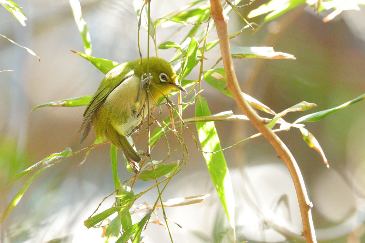 メジロ(100) | GANREF