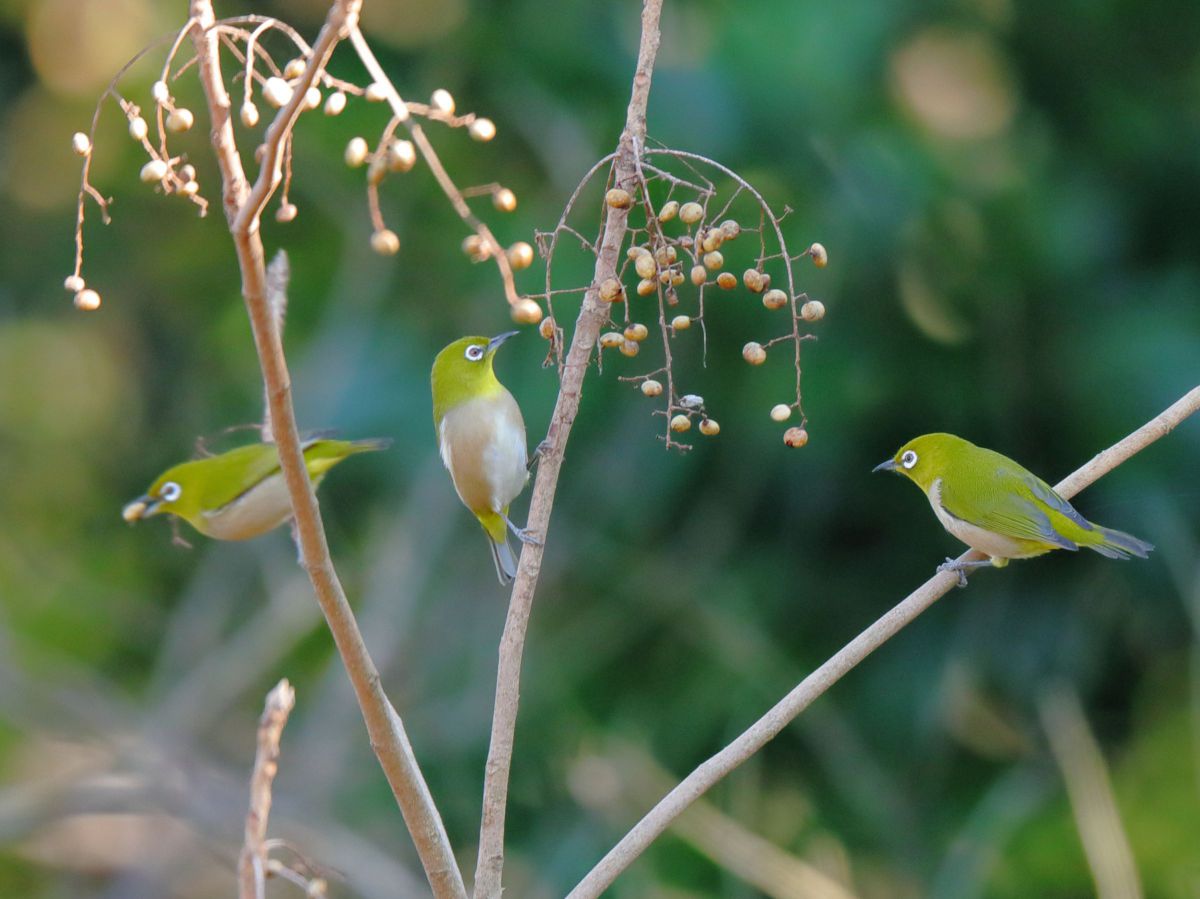 メジロ(48) | GANREF