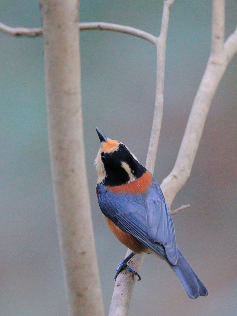 ヤマガラ(50) | GANREF