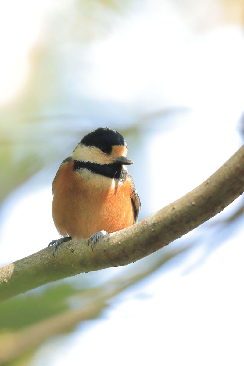 ヤマガラ(52) | GANREF