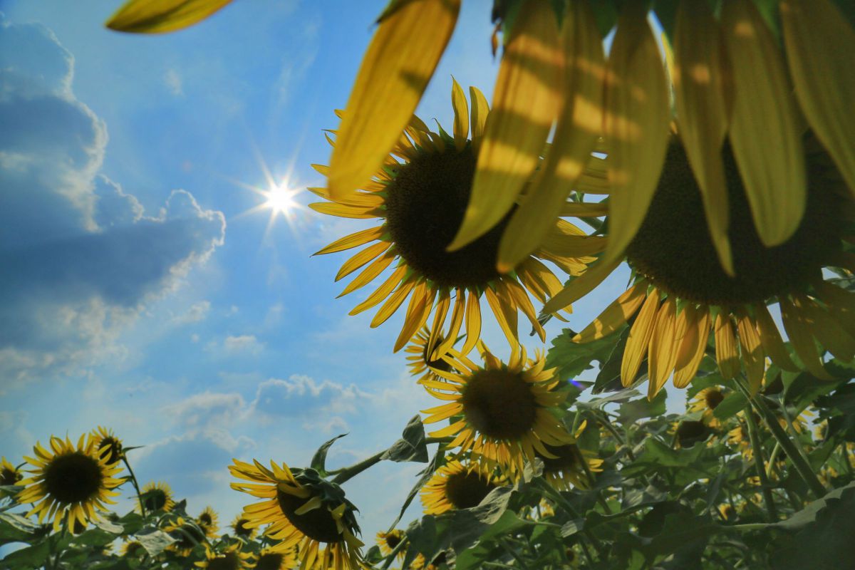 さんサン燦SUN | GANREF