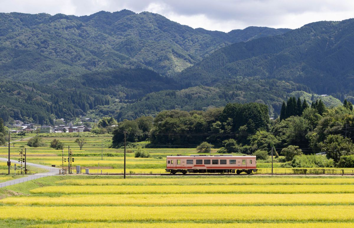 稲が実った田園地帯をゆく | GANREF