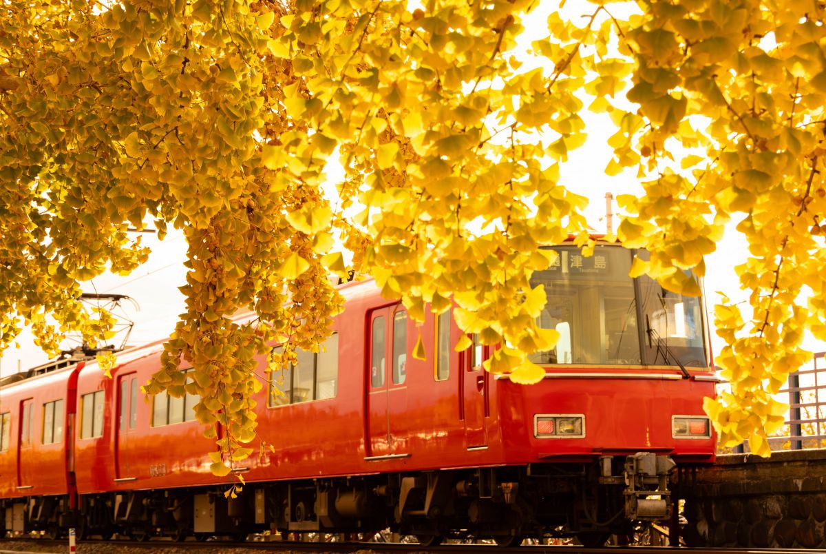 見頃を迎えた銀杏の脇を疾走する名鉄 | GANREF