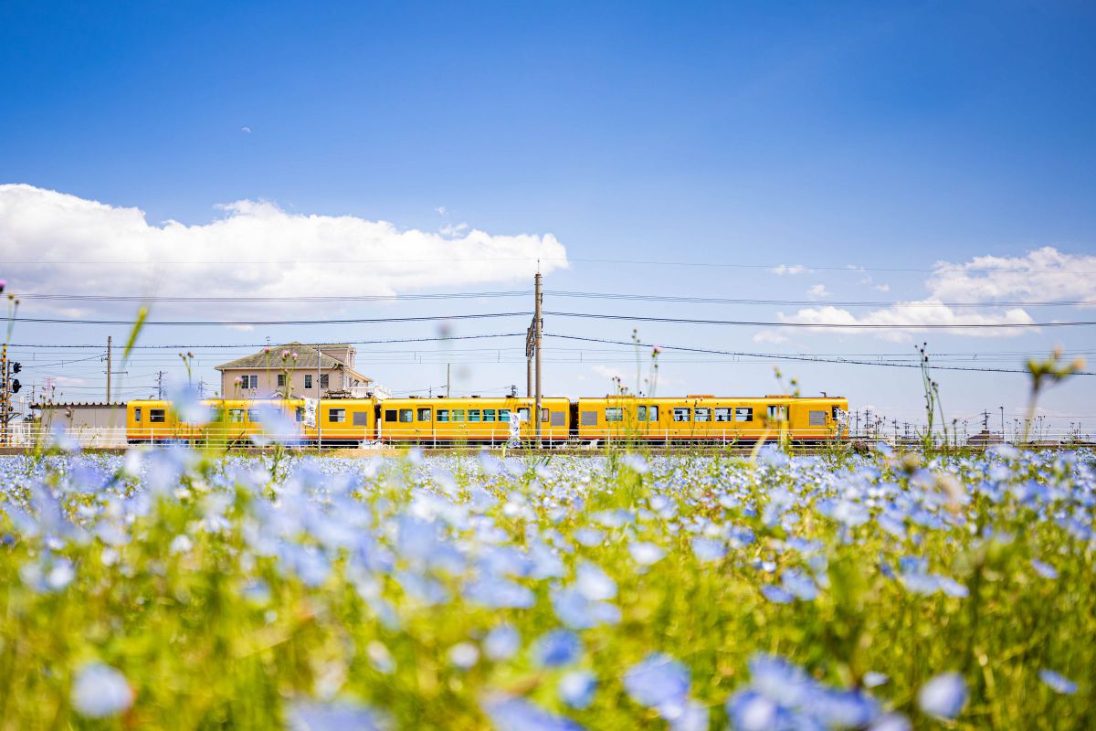 三岐鉄道とネモフィラ | GANREF