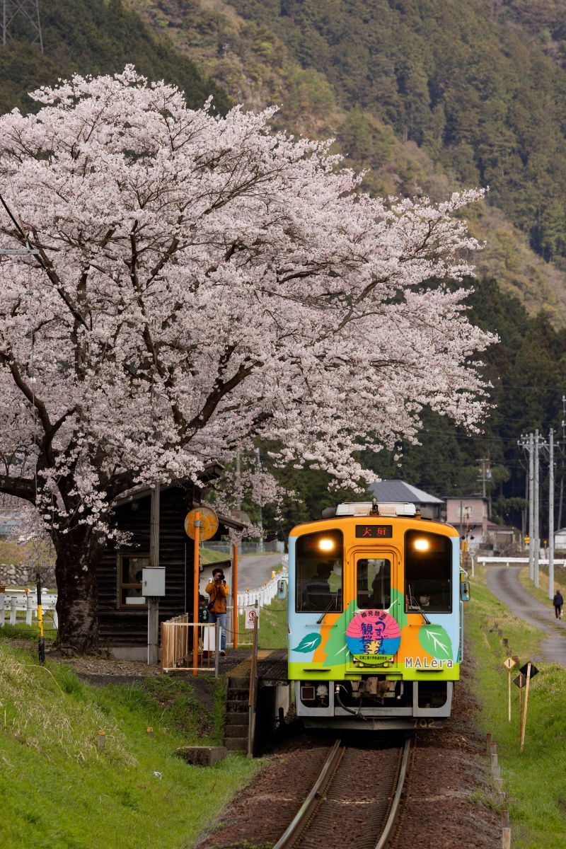 大きな桜と樽見鉄道 | GANREF
