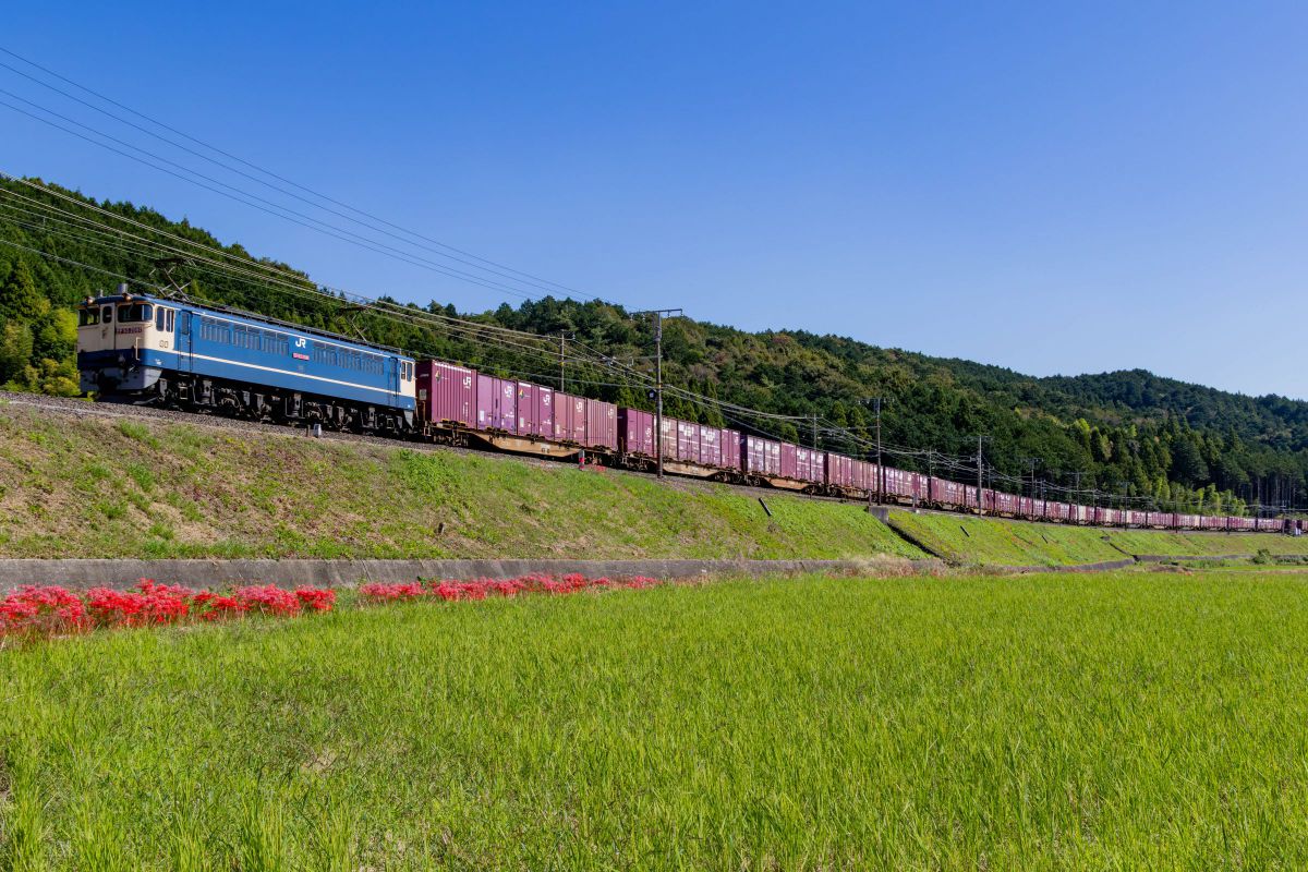 彼岸花を横目に東海道線を下る国鉄型機関車 | GANREF