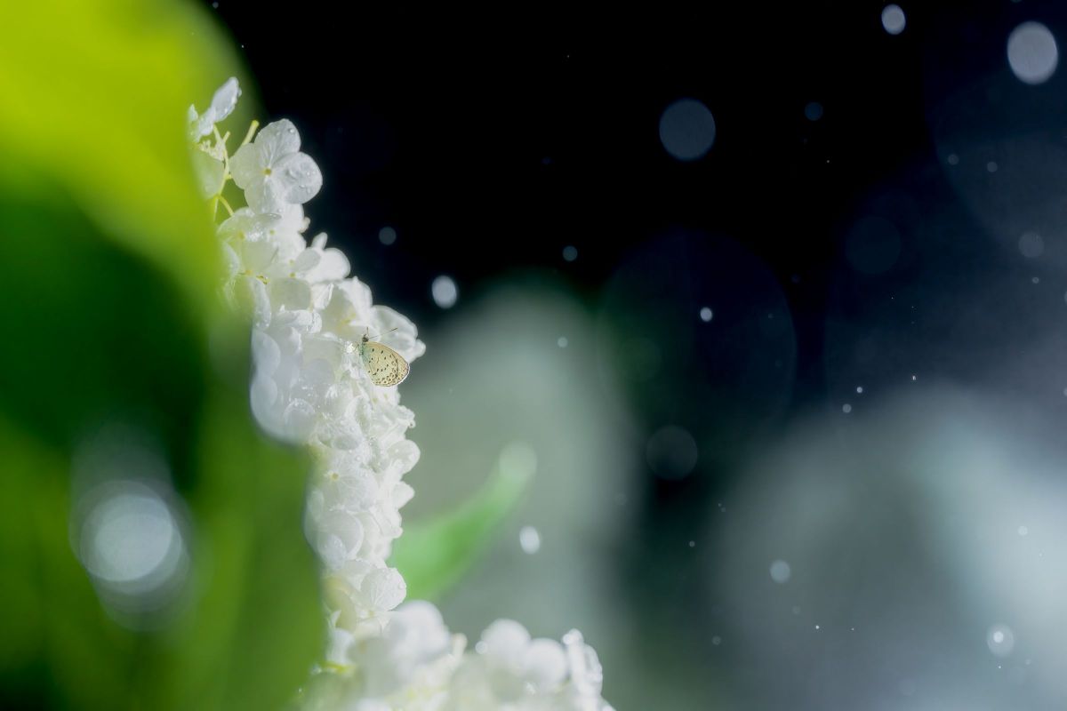 It's a Small World | GANREF