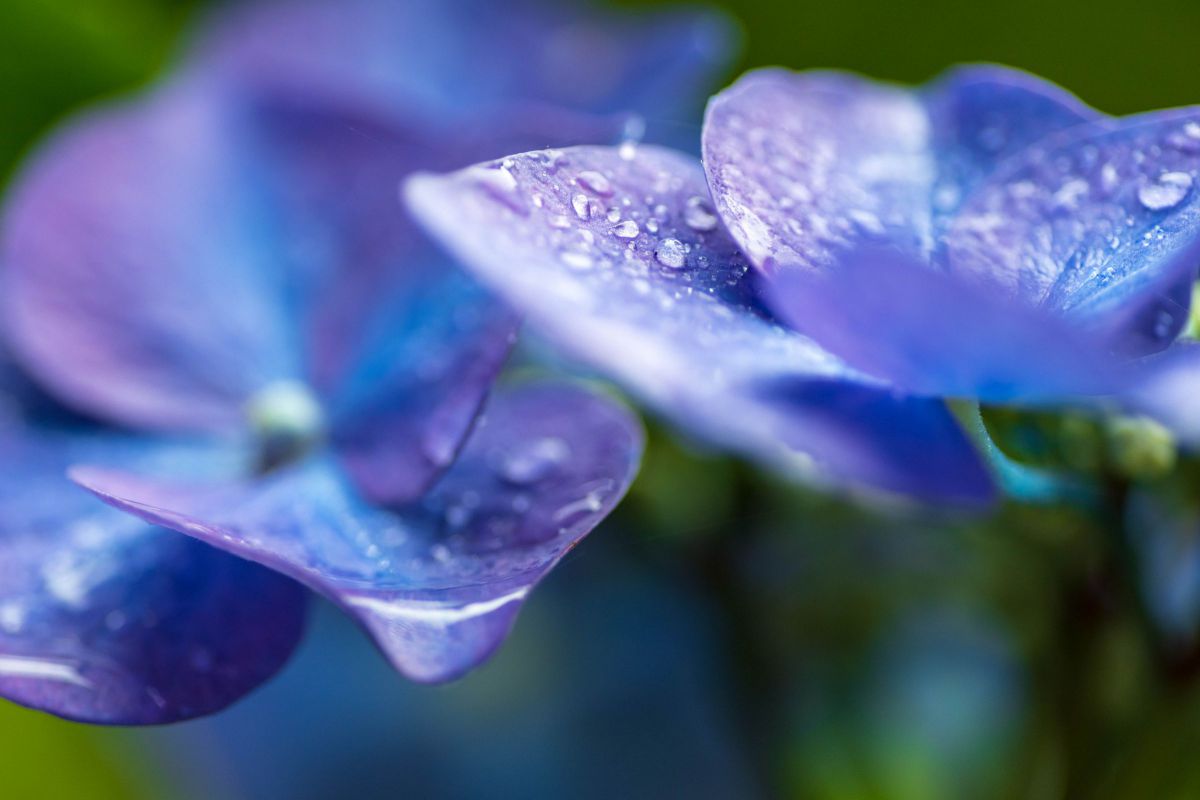 額あじさい2023 | GANREF