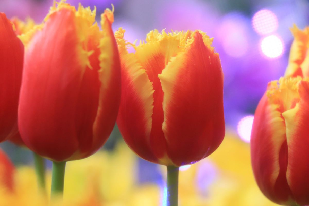 カ・ラ・フ・ルな花園♪ | GANREF