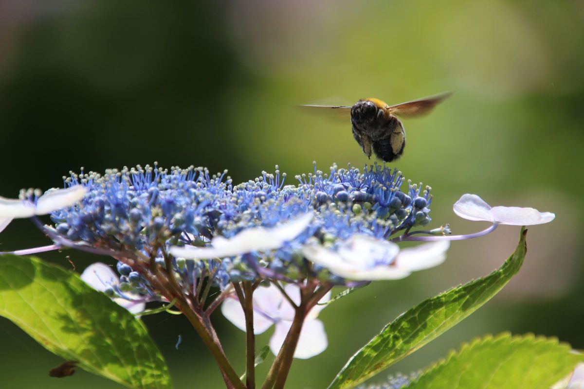 お客さま、来店されました♪ | GANREF