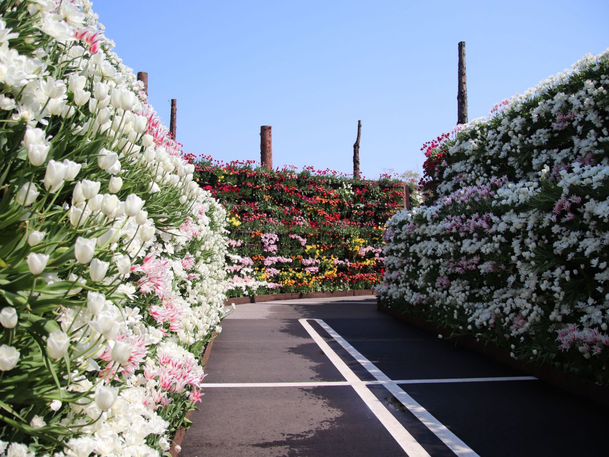 花の大谷さん♪ | GANREF