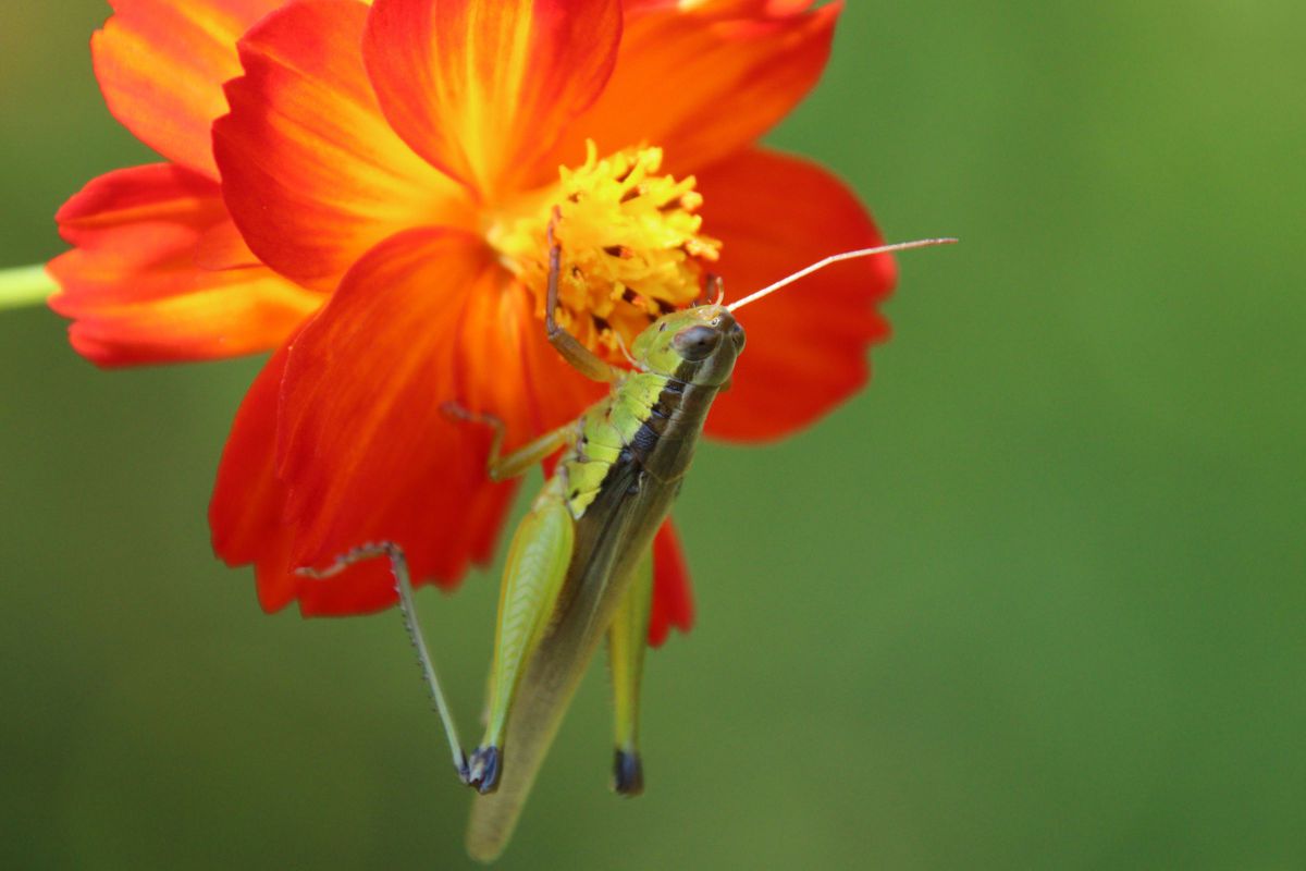 珍客来店♪ | GANREF