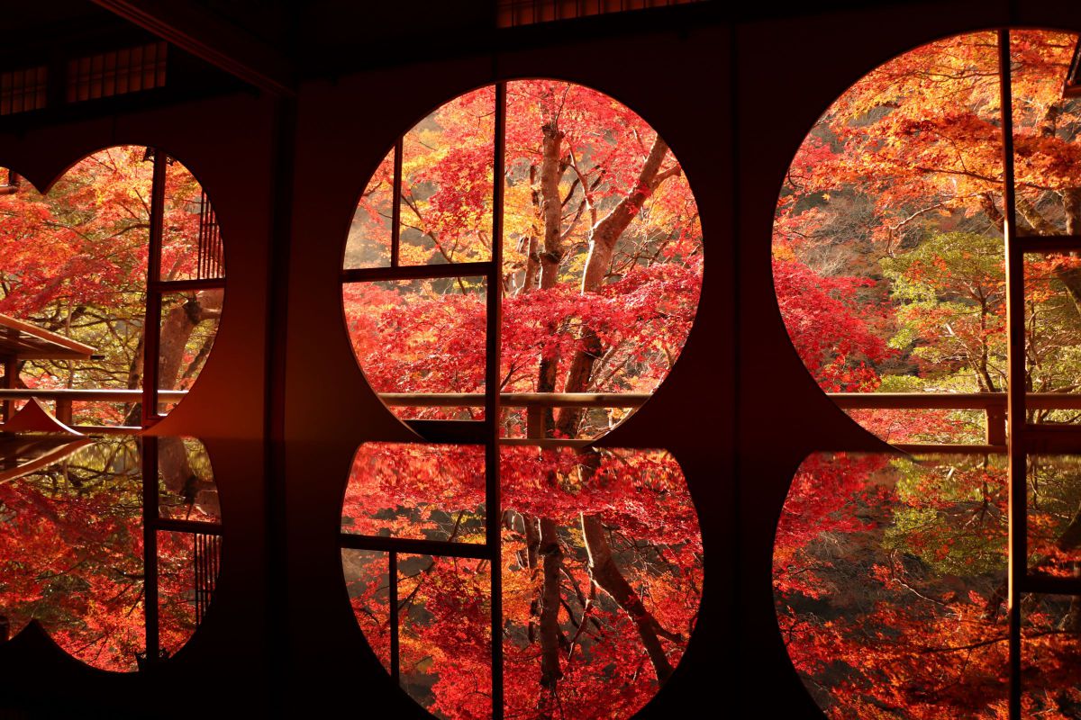 紅葉・万華鏡 | GANREF