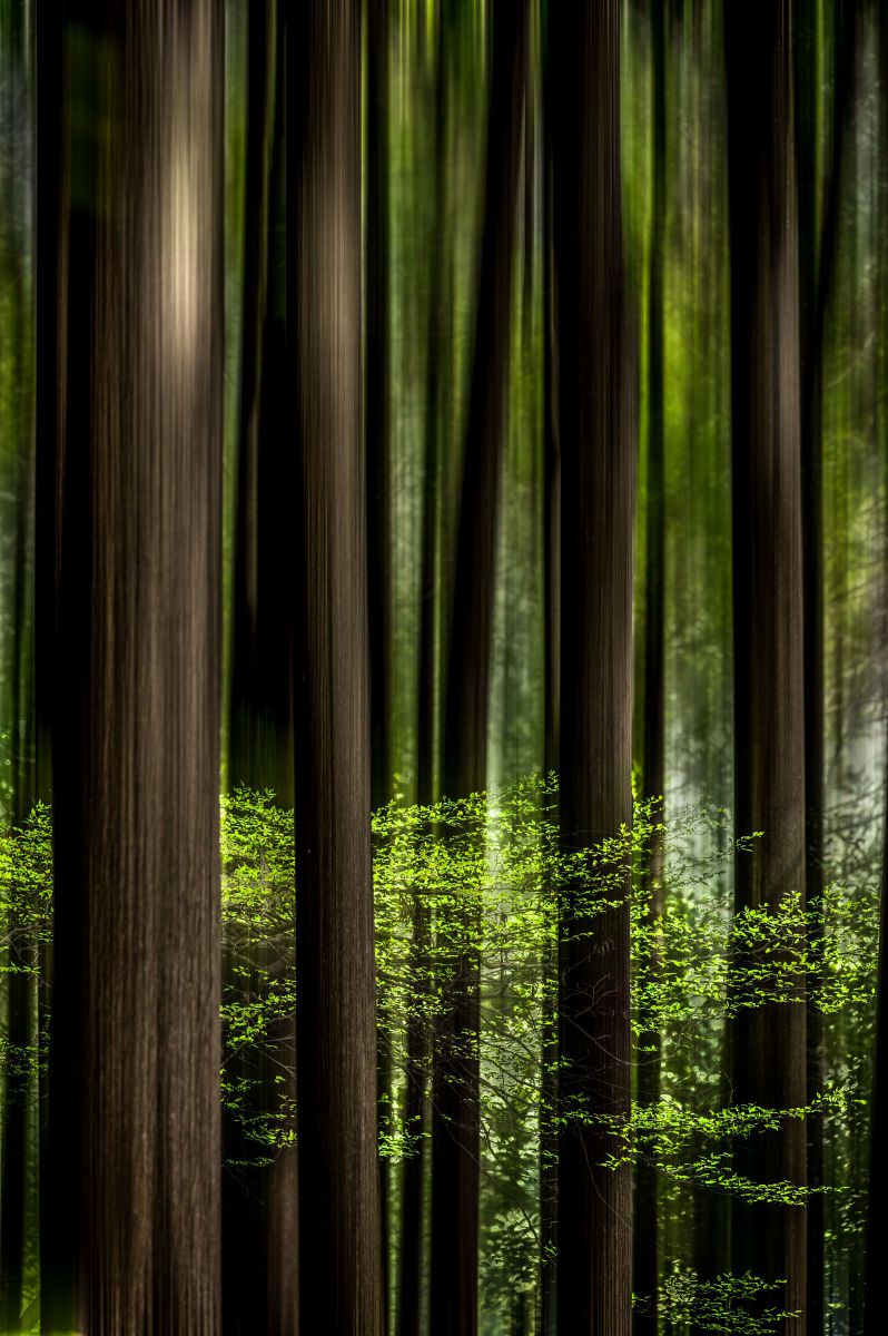 木々の隙間から | GANREF