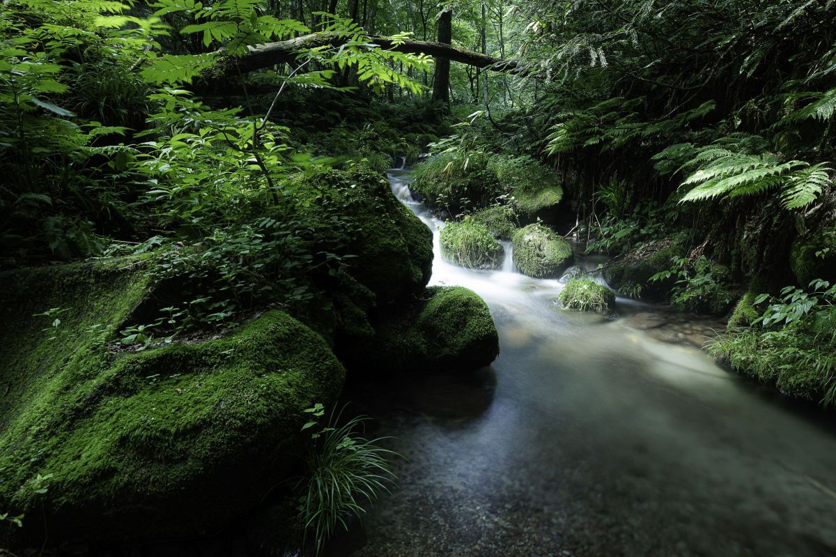 Green Stream | GANREF