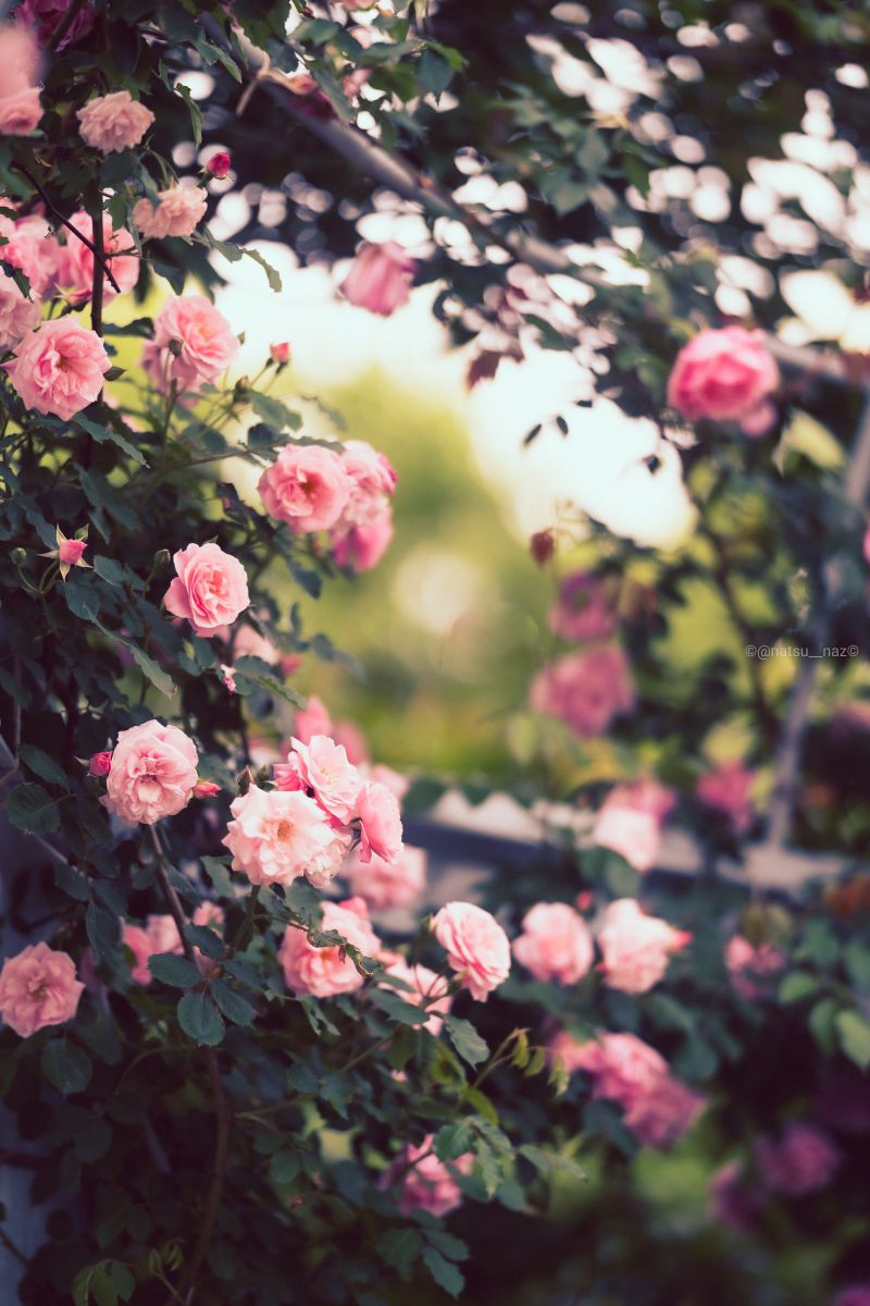 Flowers blooming there. | GANREF