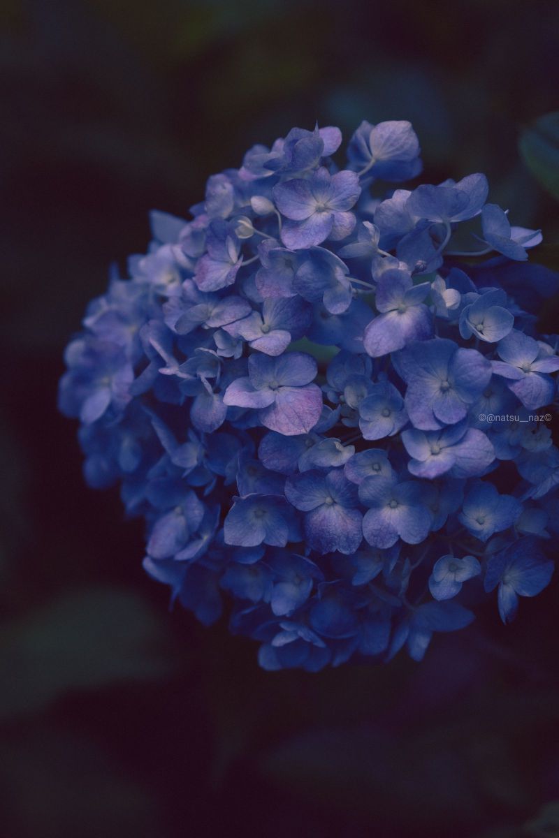 Flowers blooming there. | GANREF