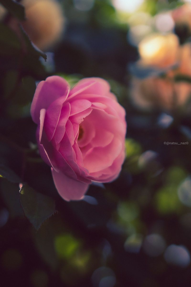 Flowers blooming there. | GANREF