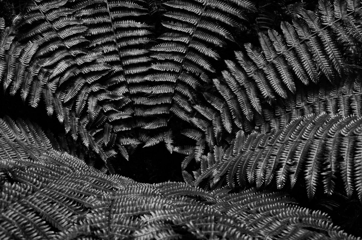 羽を広げて | GANREF