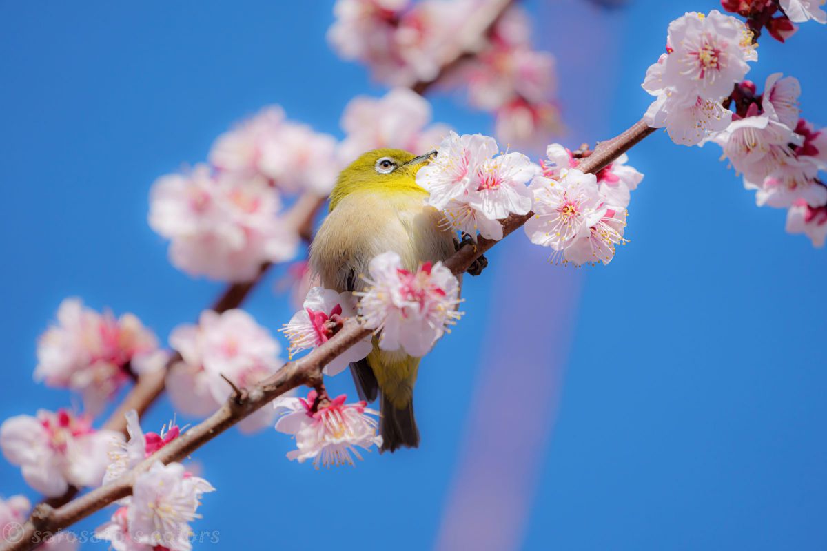 梅ジロー2024 | GANREF