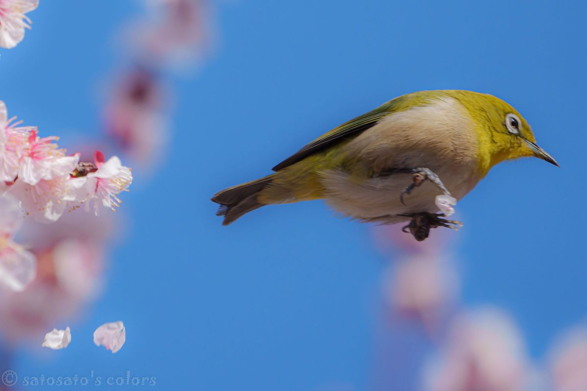 梅ジロー2024 | GANREF