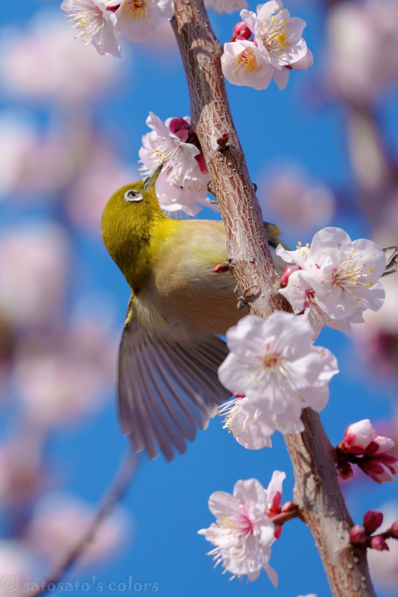 梅ジロー2024 | GANREF