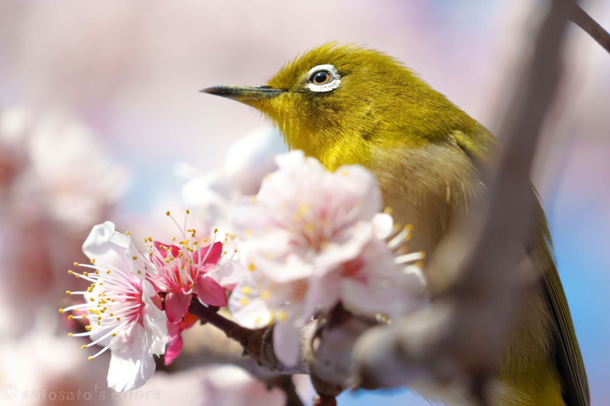 うめじろー2024 | GANREF