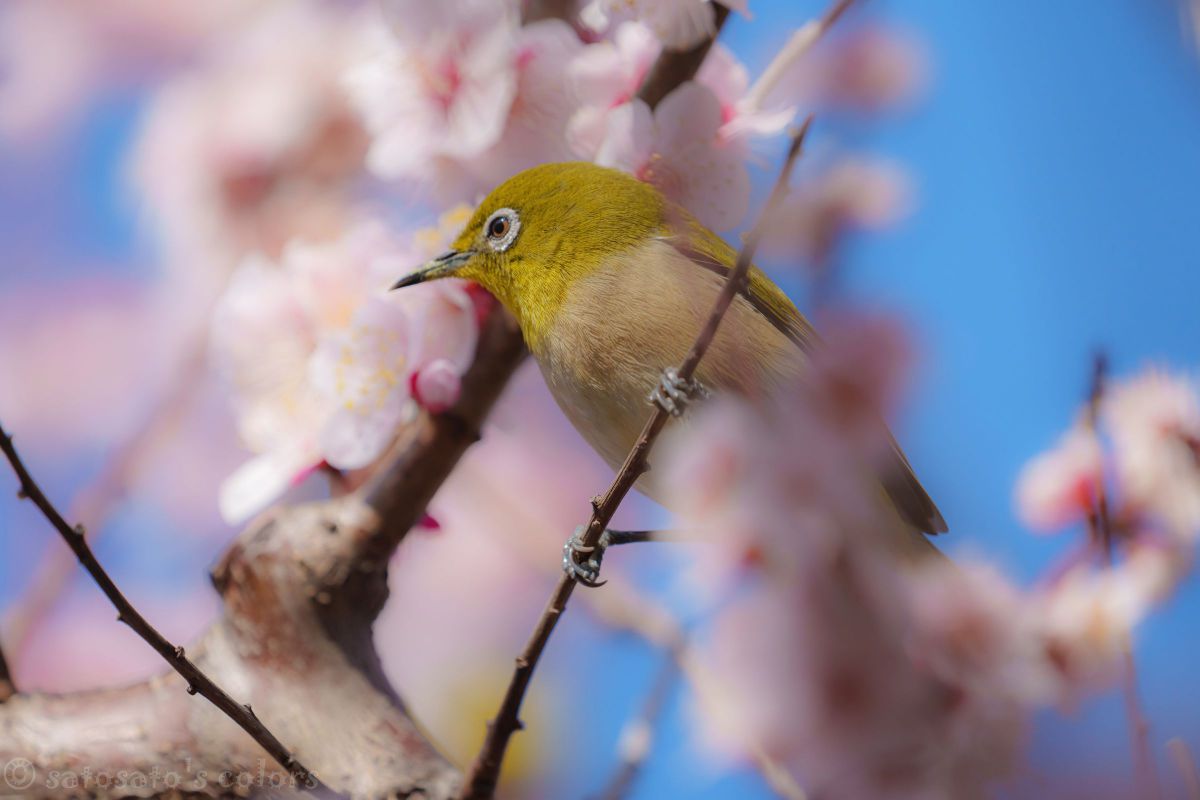 梅ジロー2024 | GANREF