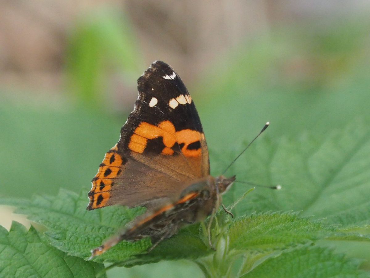 2015 小出川のアカタテハ | GANREF