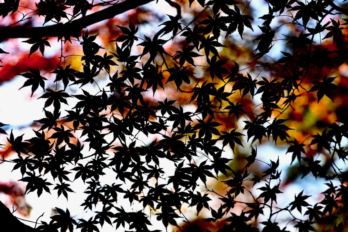 black maple | GANREF