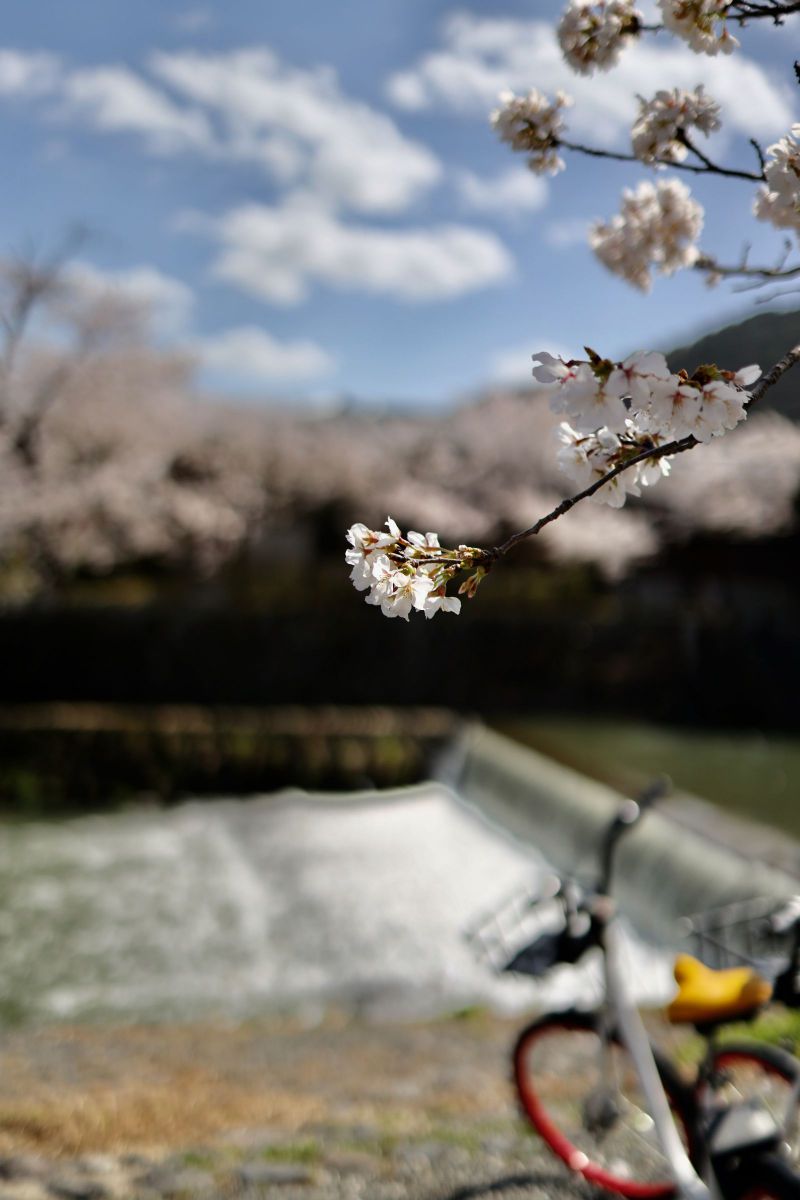 Spring has come | GANREF