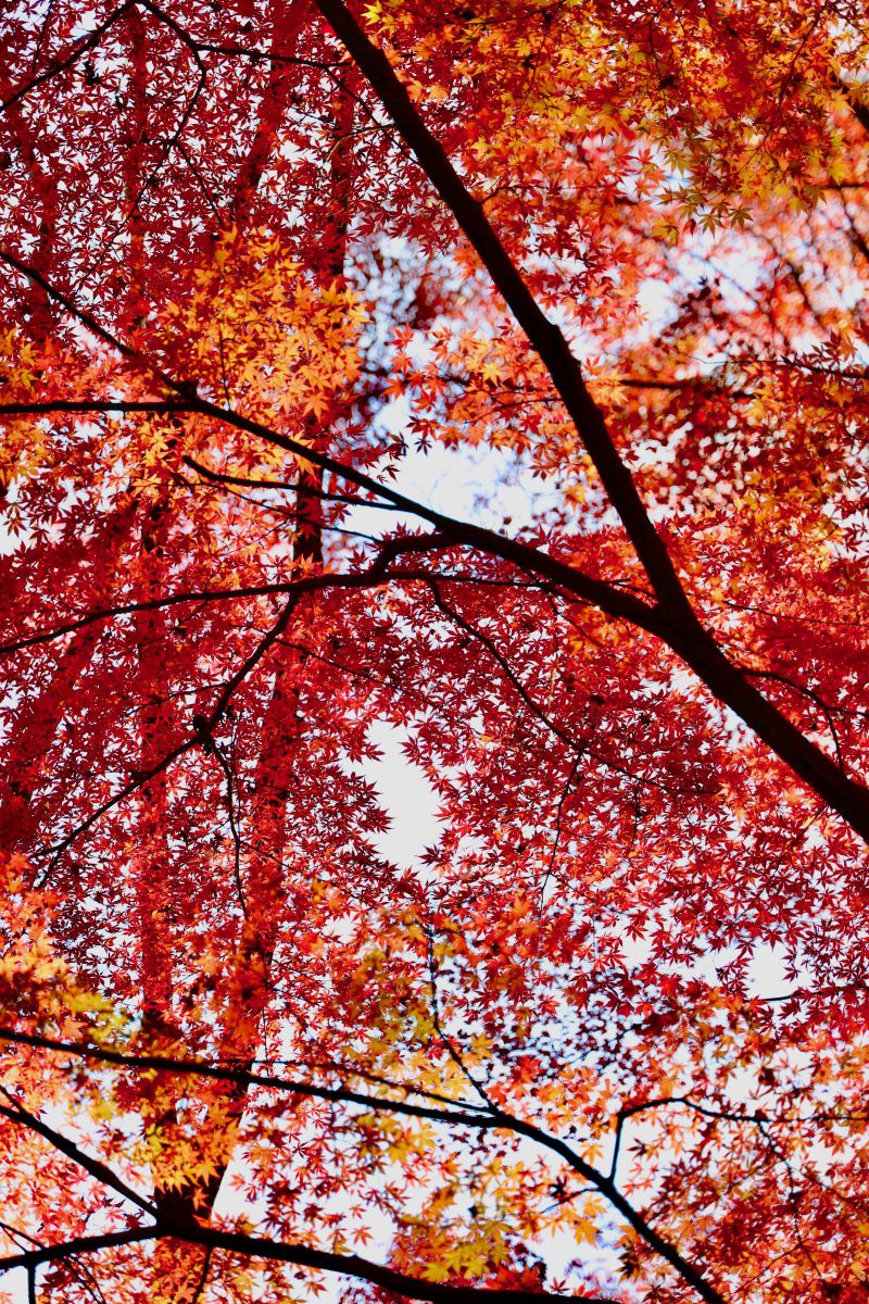 red maple | GANREF