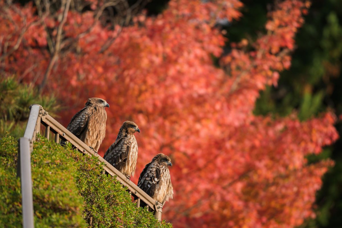 [ニコン Z8＆超望遠レンズ]#11 "NIKKOR Z 600mm f/6.3 VR S 軽さは正義だ！" | GANREF