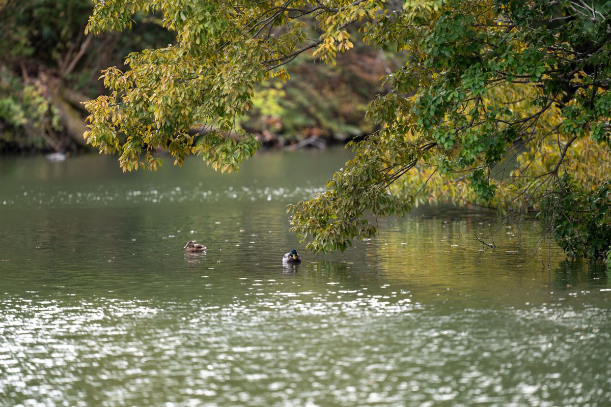 [ニコン Z8＆超望遠レンズ]#2 "気になる NIKKOR Z 400mm f/2.8 TC VR S の描写" | GANREF