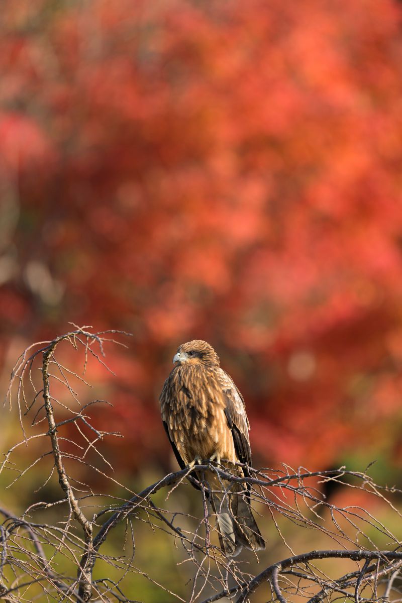 [ニコン Z8＆超望遠レンズ]#13 "伊根で NIKKOR Z 400mm f/2.8 TC VR S を使ってみる その2" | GANREF