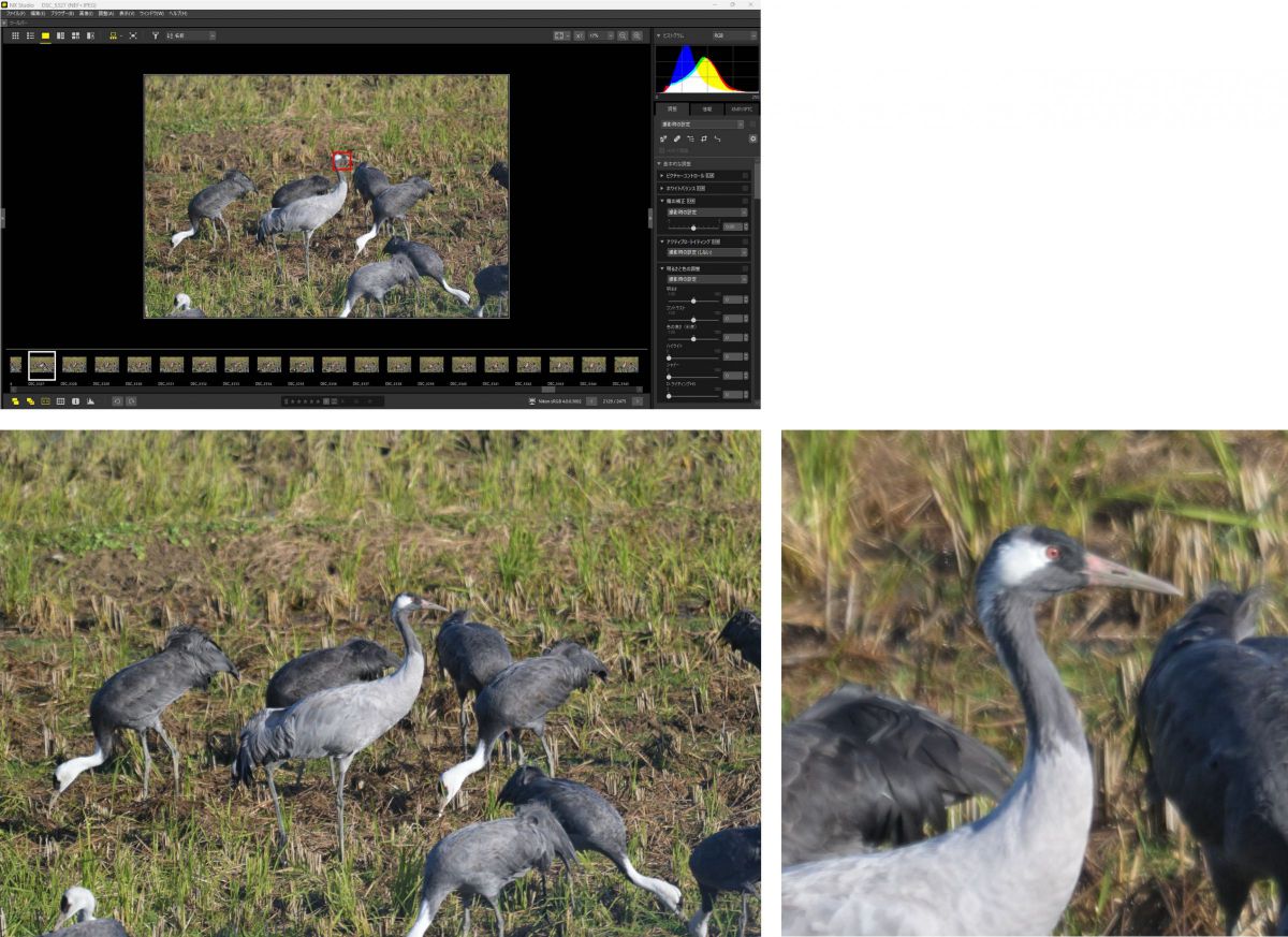 [ニコン Z8＆超望遠レンズ]#10 "テレコンの話し" | GANREF