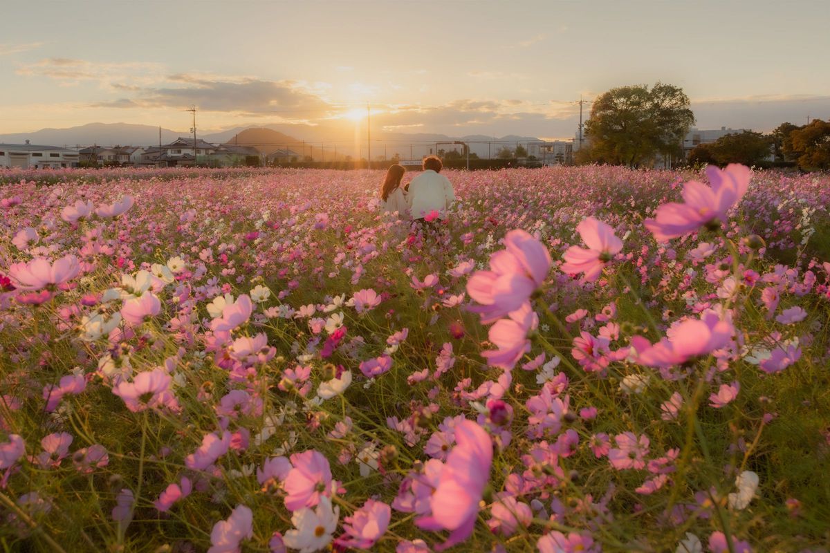 happiness blooms | GANREF