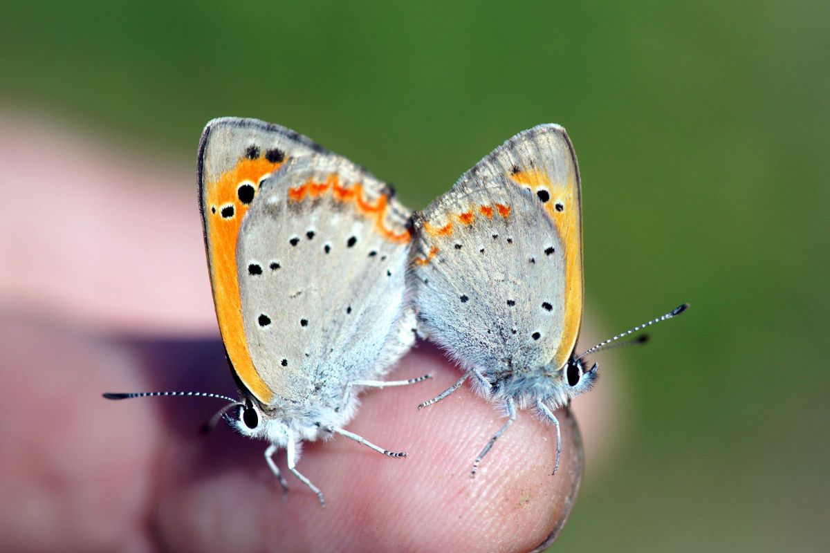 Love on finger | GANREF