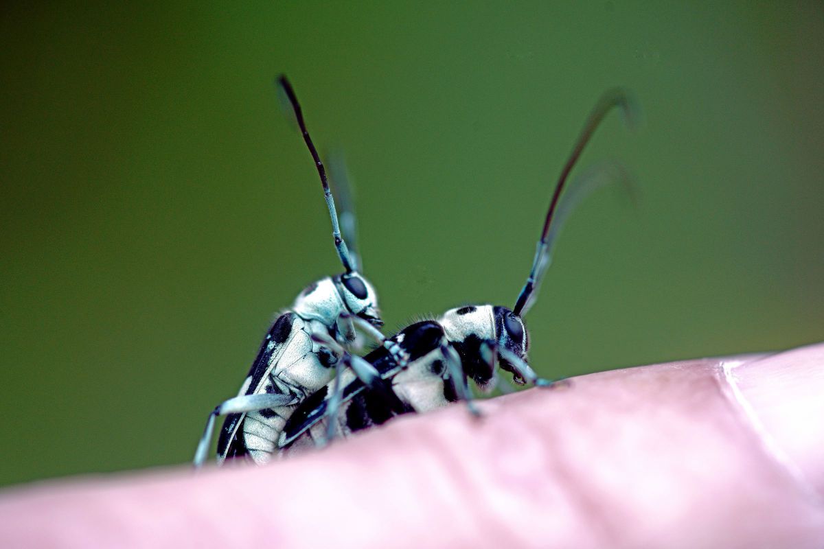 love on the finger | GANREF