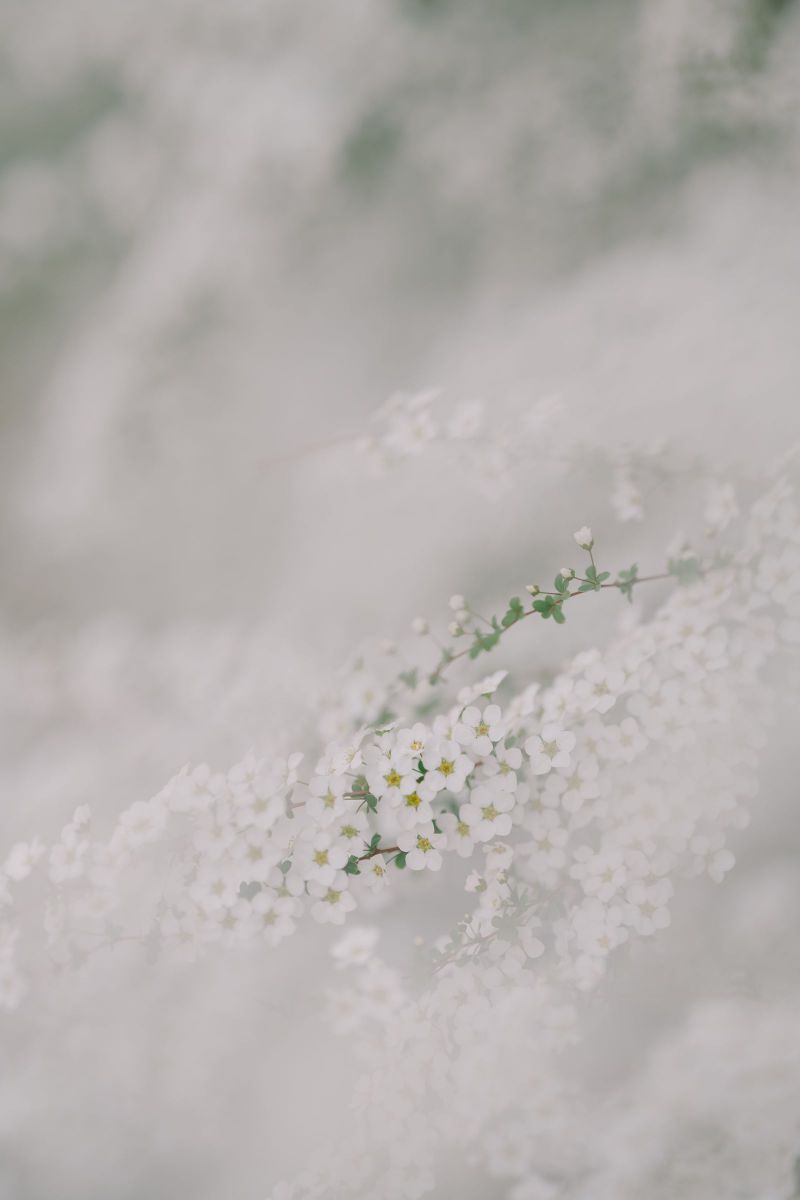 Blizzard flower | GANREF