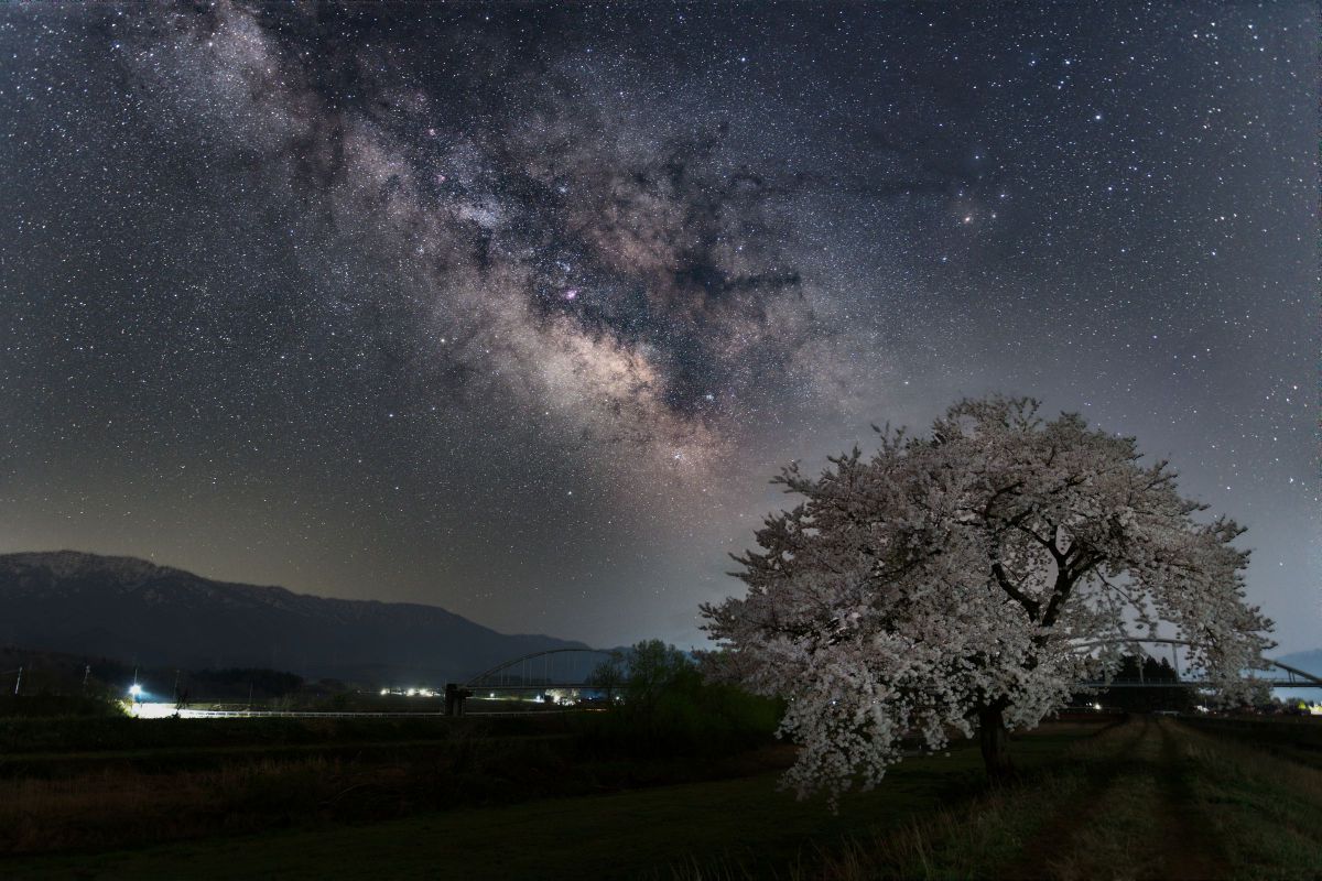 二王子岳と一本桜 2024.4.14 | GANREF