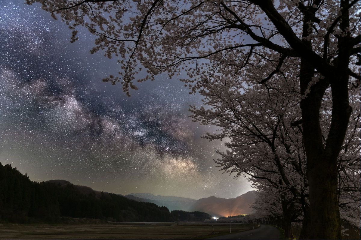 夏銀河と千本桜 2024.04.15 | GANREF