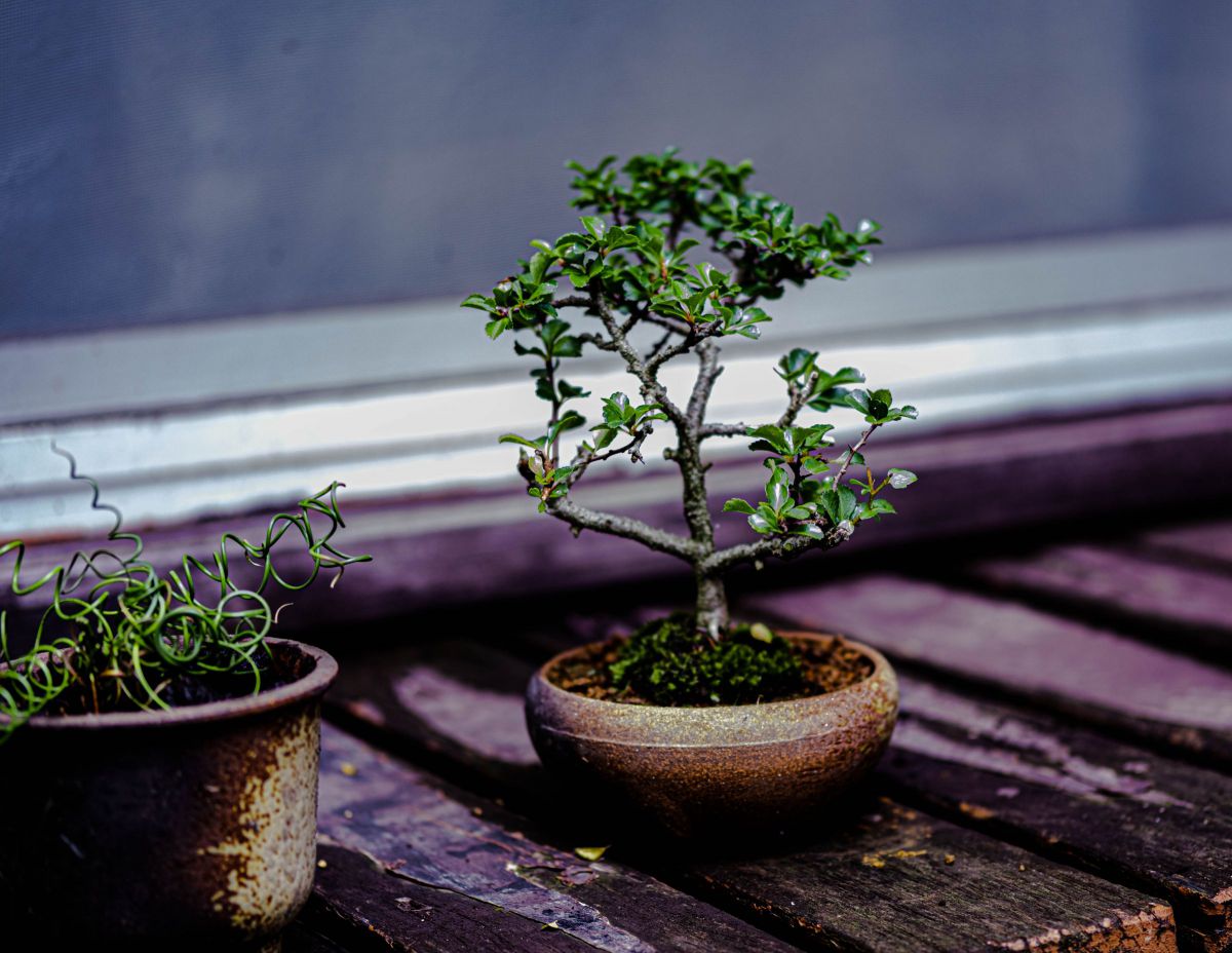 螺旋長寿.jpg | GANREF