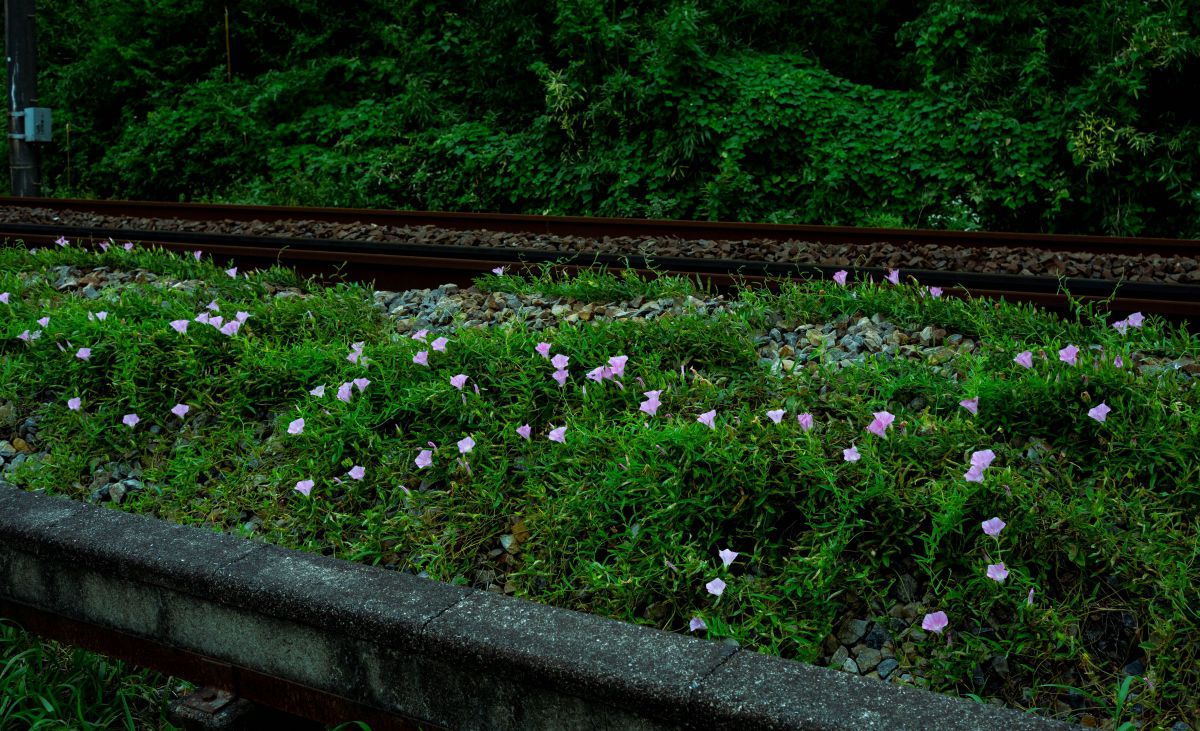 線路脇.jpg | GANREF