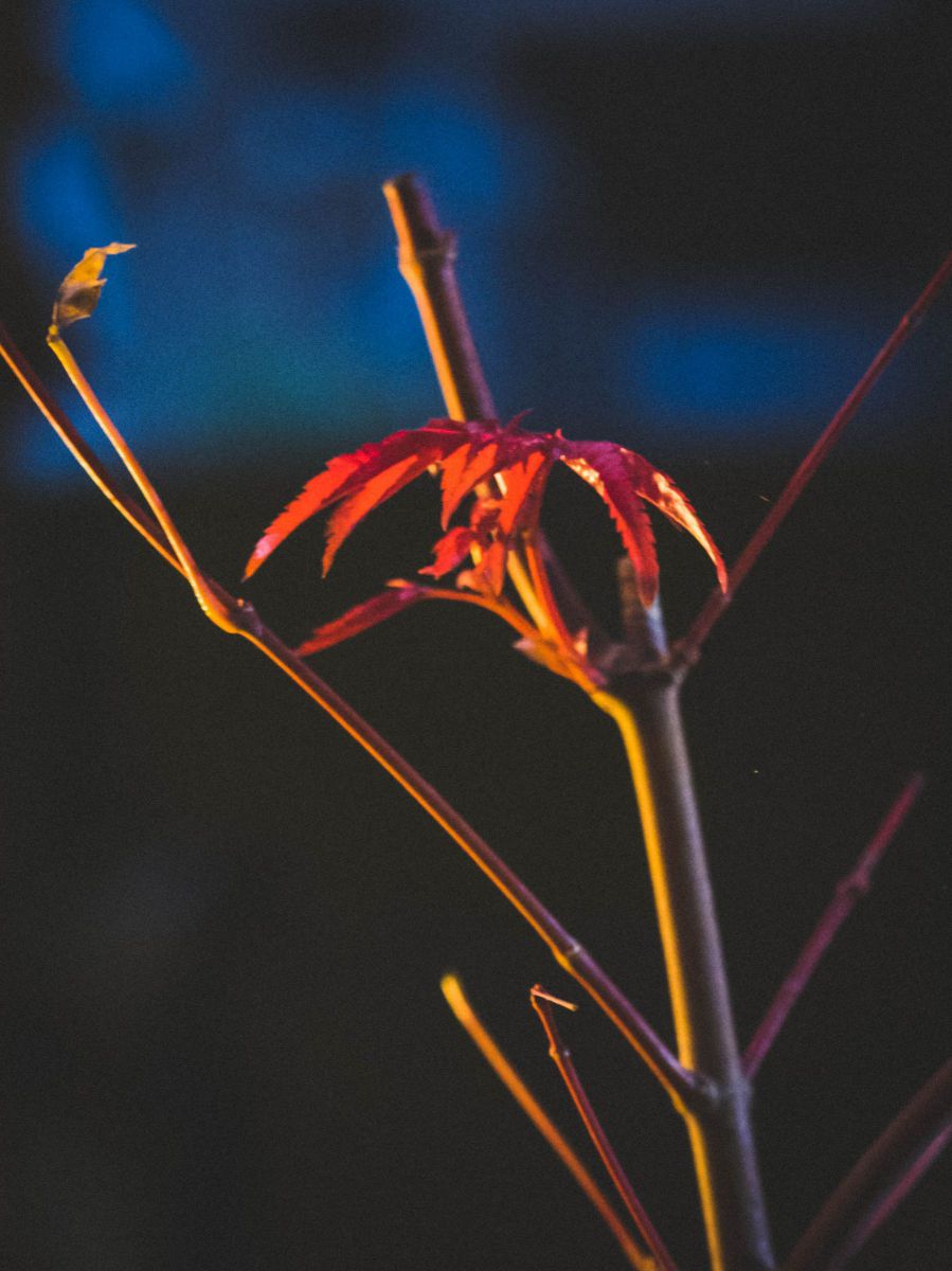 もみじ.jpg | GANREF