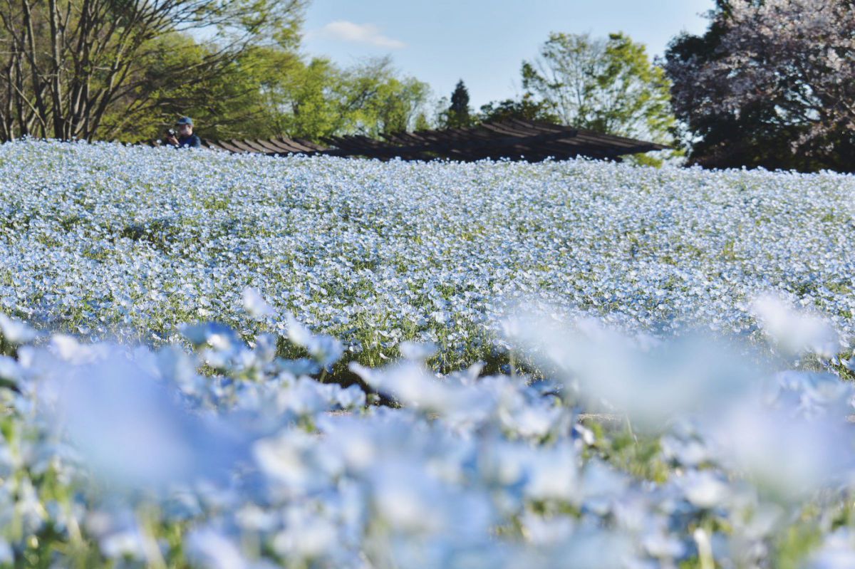 insignis blue | GANREF