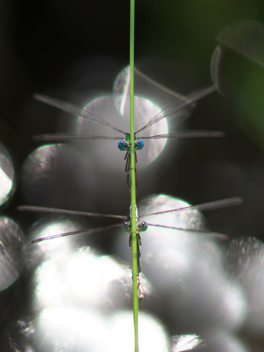 another shot | GANREF