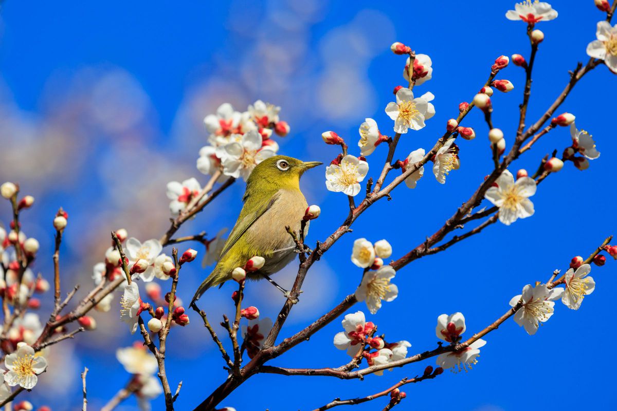 春来たる | GANREF