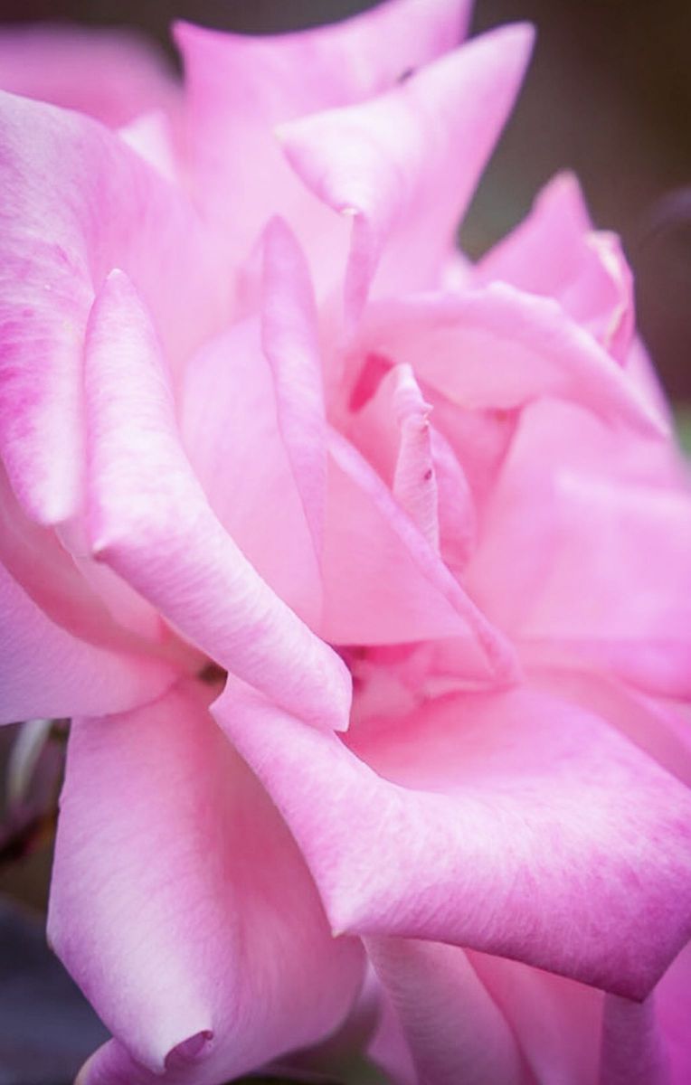 shape of pink | GANREF